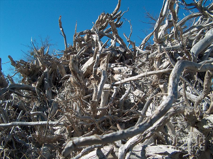 Root System of Giant White Cedar Tree Five Photograph by Joney Jackson