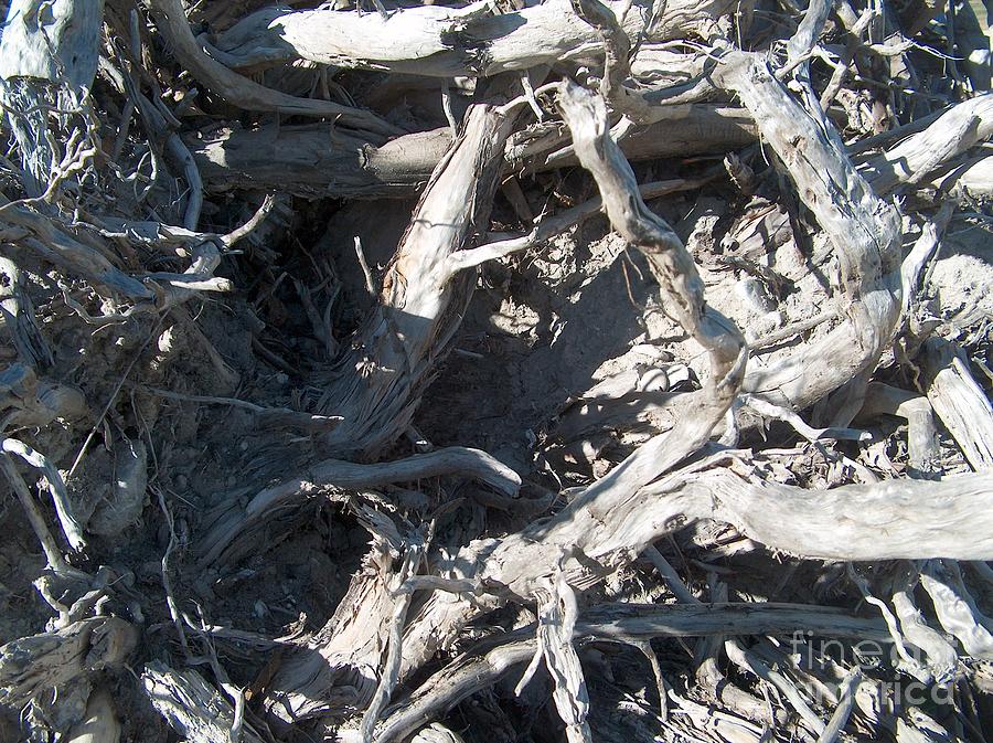 Root System of Giant White Cedar Tree One Photograph by Joney Jackson ...