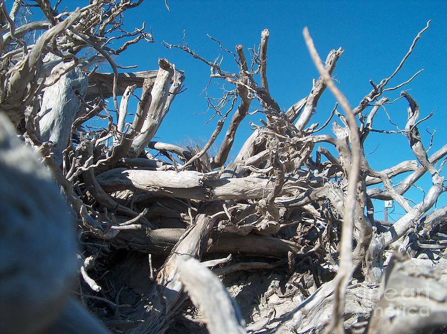 Root System of Giant White Cedar Tree Three Photograph by Joney Jackson ...