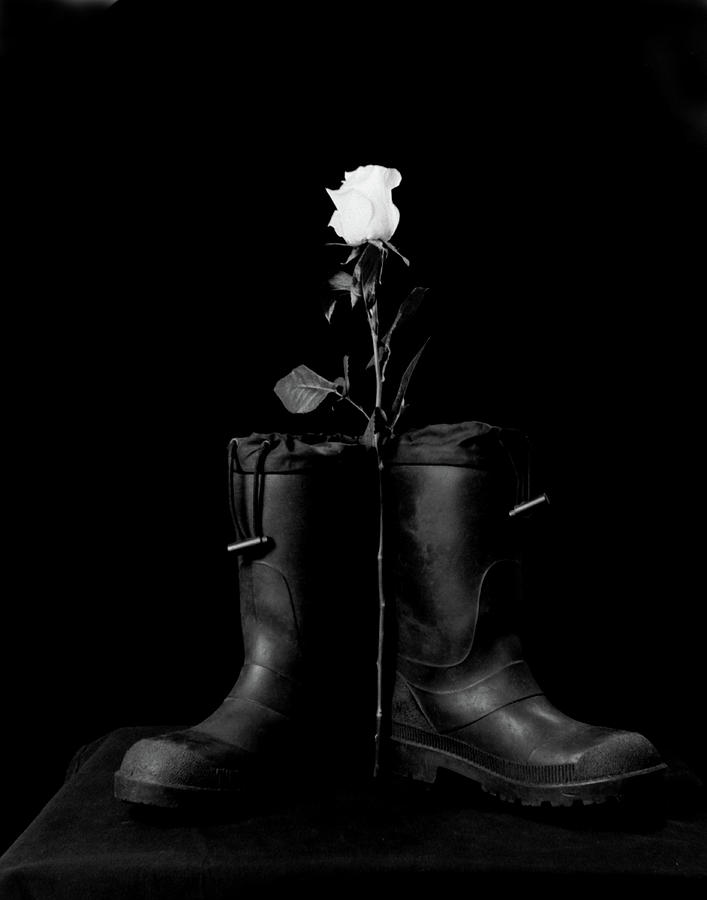 Rose Photograph by Bill Goldman - Fine Art America