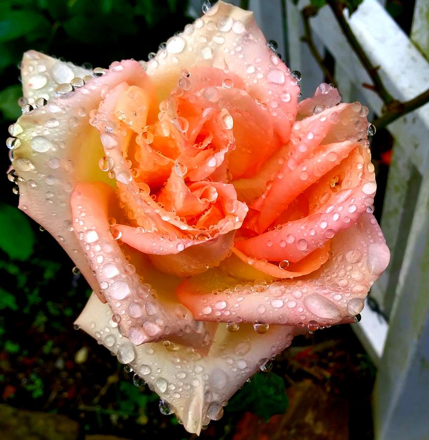 Rose In Summer Shower Photograph By Leonard Keigher Pixels