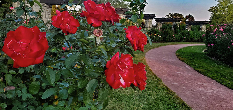 Rose Path Photograph by Eileen Bradfield - Fine Art America