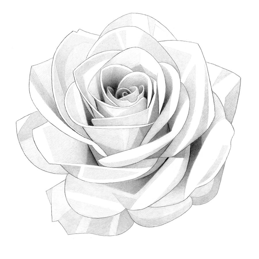Rose Pencil Drawing 34 2 Drawing by Matthew Hack - Fine Art America