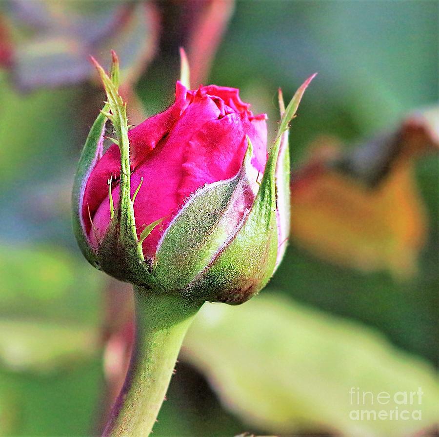Rosebud Photograph by Bart Eason - Fine Art America