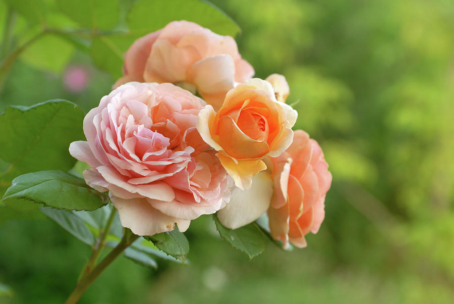 Roses Arent Always Red Photograph By Alisa Lillico Pixels