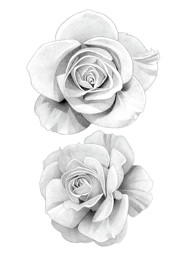 Roses Pencil Drawing 41 Drawing by Matthew Hack - Fine Art America