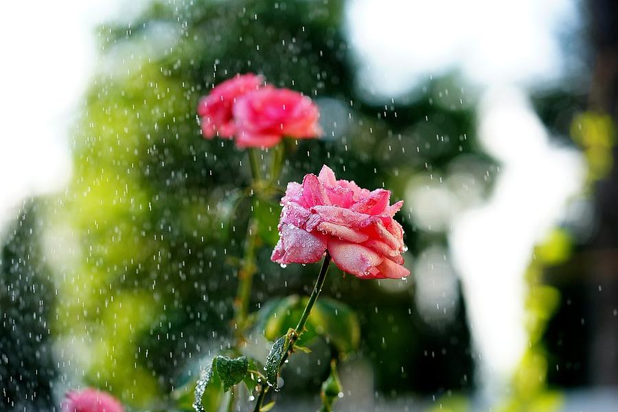 Roses under the spring rain Painting by Lauren Dane - Fine Art America