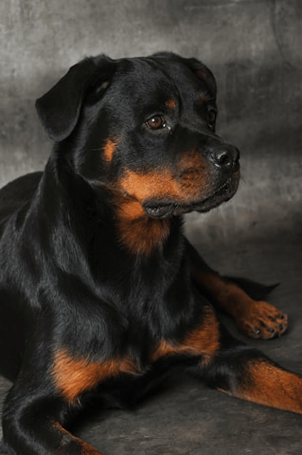 rottweiller Poster hippie Painting by Gary Thompson | Pixels