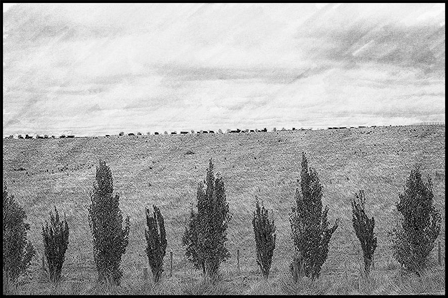 Row Upon Row Photograph by Bette Devine - Fine Art America