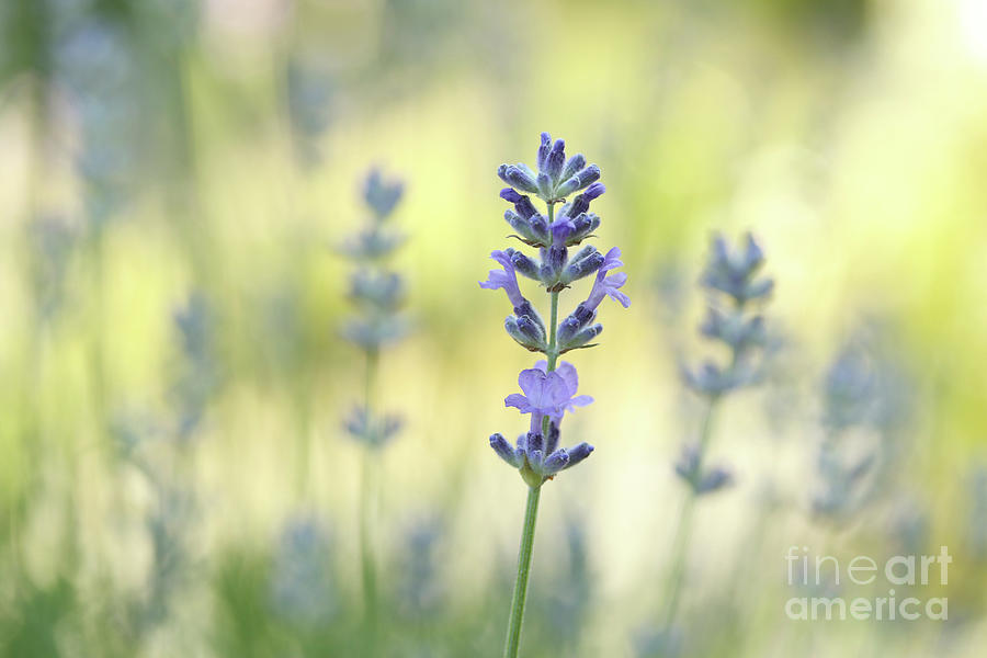 Royal Velvet Lavender Photograph by Marcy Ford - Pixels