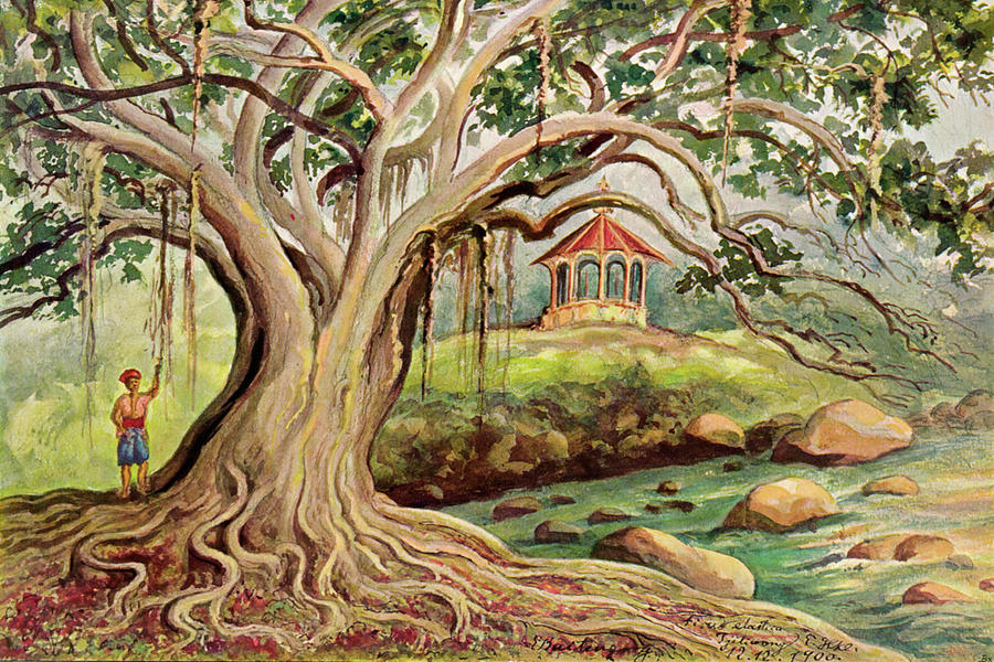 Rubber tree on Java Ficus elastica in Buitenzorg Painting by Ernst ...
