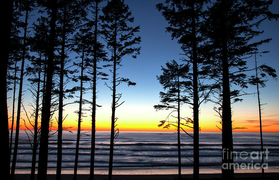 Ruby Beach Trees-Pacific Northwest Coastal Landscape Photograph by ...