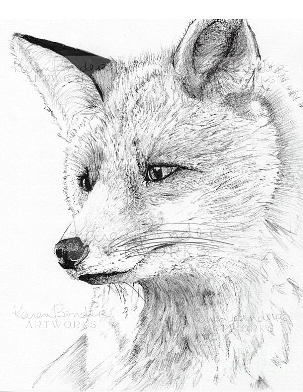 Ruby Drawing by Karen Bender - Fine Art America