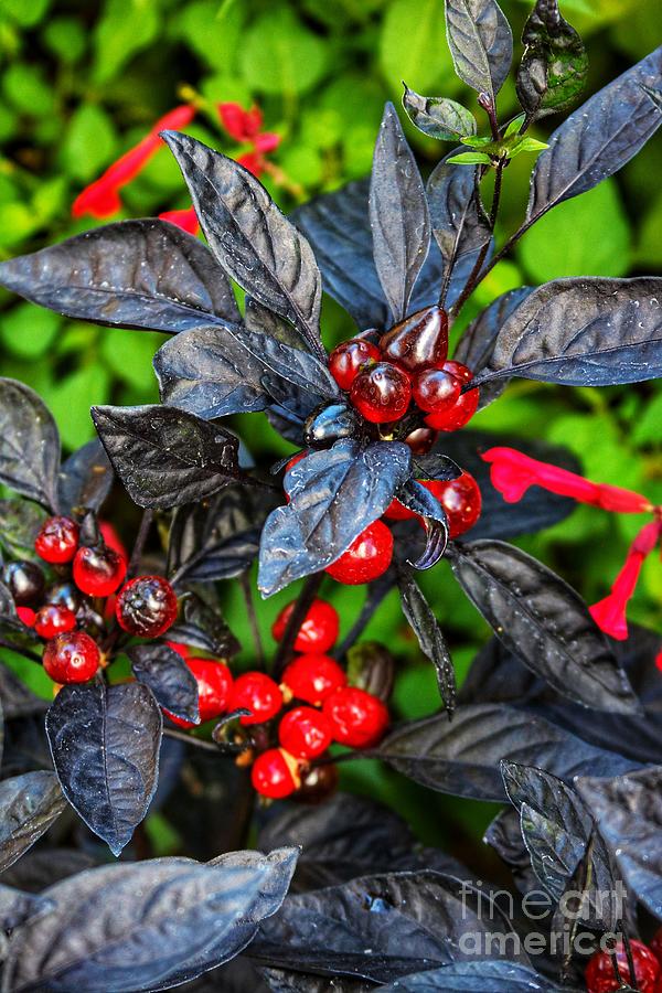 Ruby Leaf Joyweed Photograph by LaDonna McCray - Fine Art America