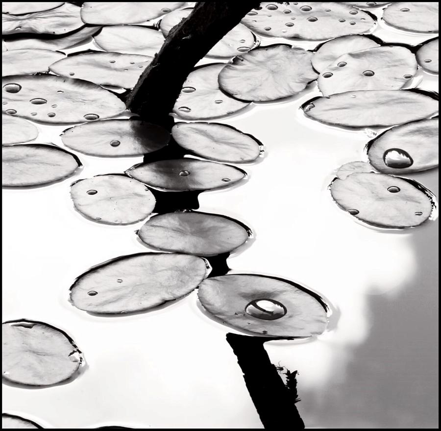 Ruby Pads Photograph by David B Gray - Fine Art America