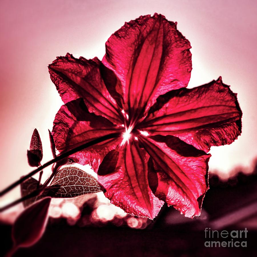 Ruby Red Clematis Photograph by Jack Andreasen - Fine Art America