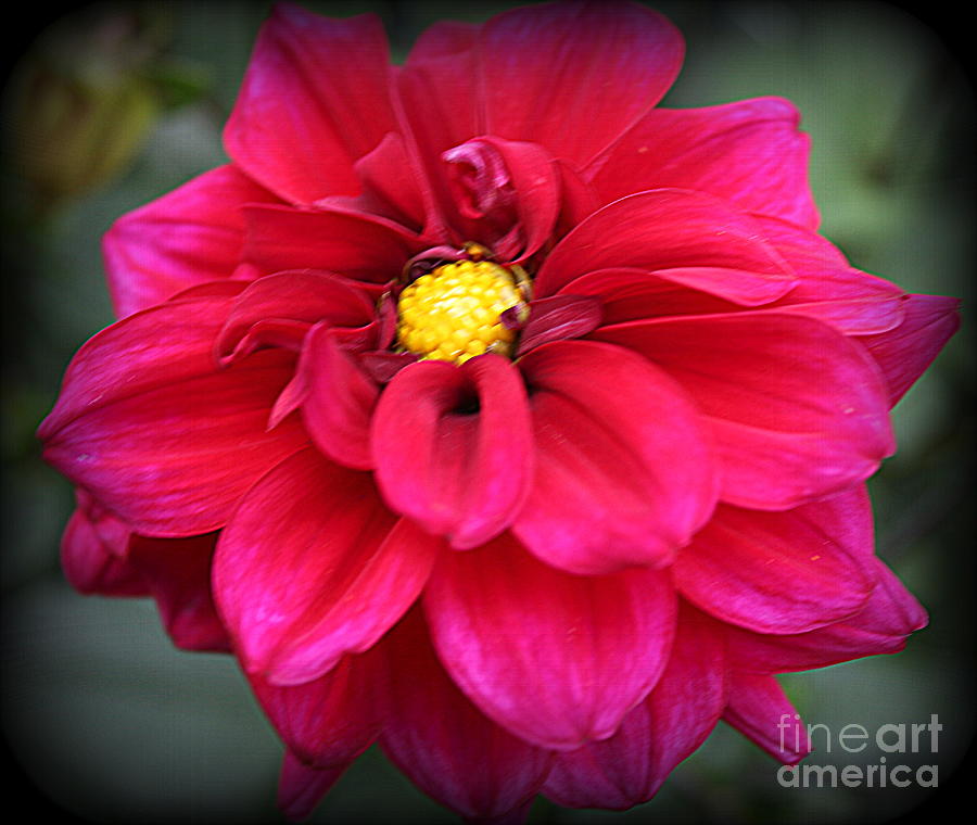 Ruby Red Dahlia Photograph by Dora Sofia Caputo - Pixels