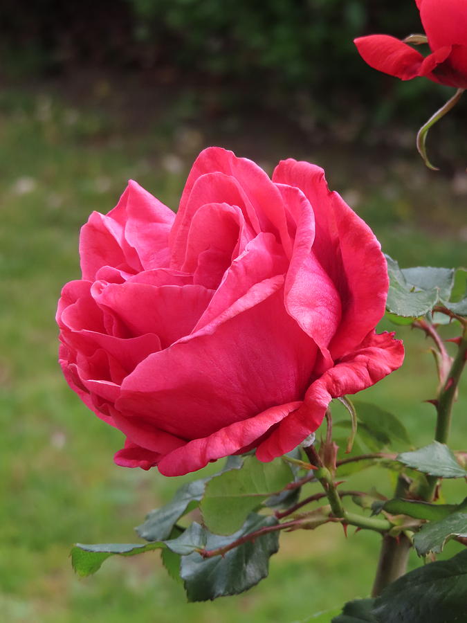 Ruby Red Rose Photograph by Melanie Jensen - Pixels