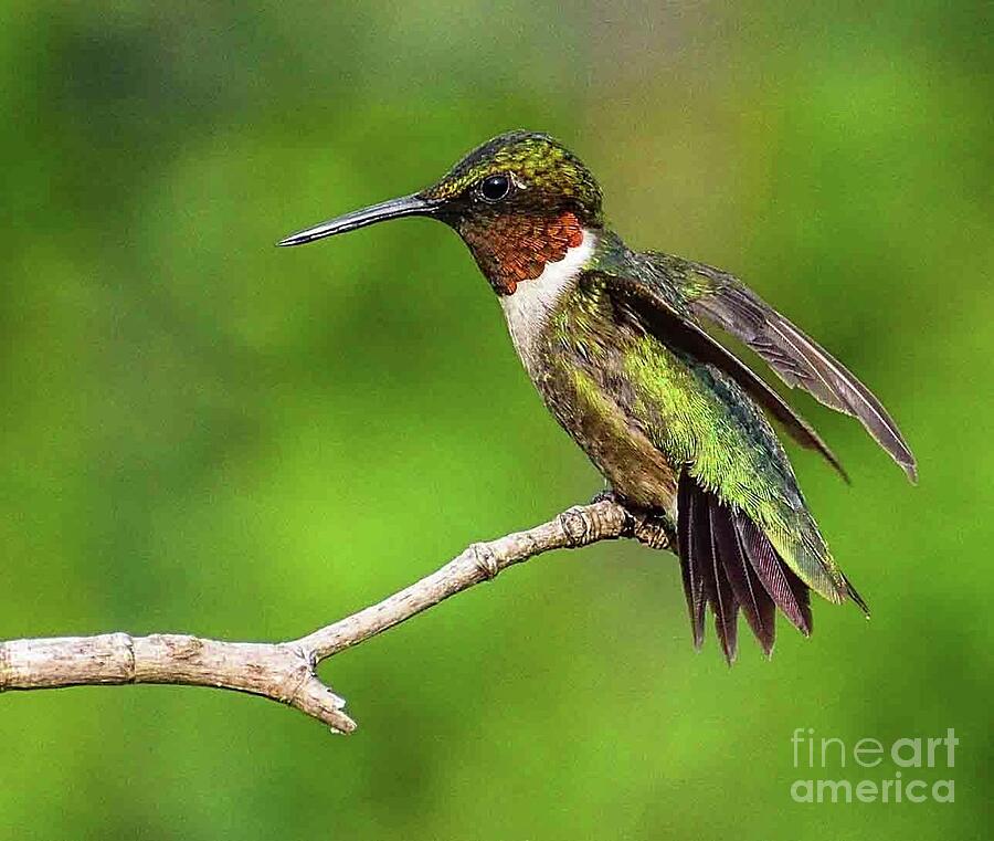 Ruby-throated Hummingbird - Fold His Wings Or Fly Photograph by Cindy ...
