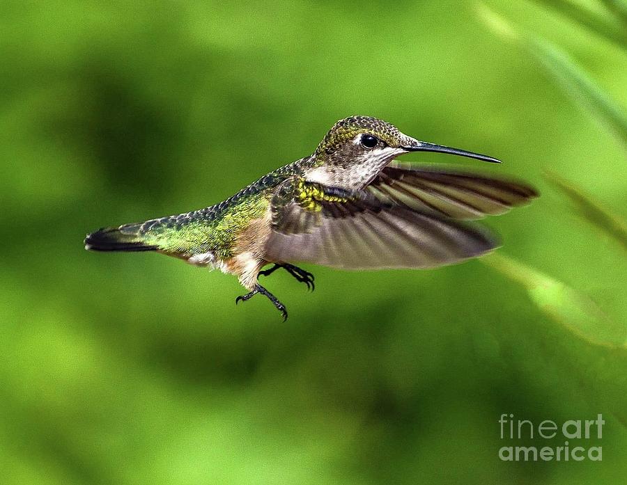 Juvenile Ruby Throated Hummingbird With His Feet Ready For Gripping The Branch Photograph By