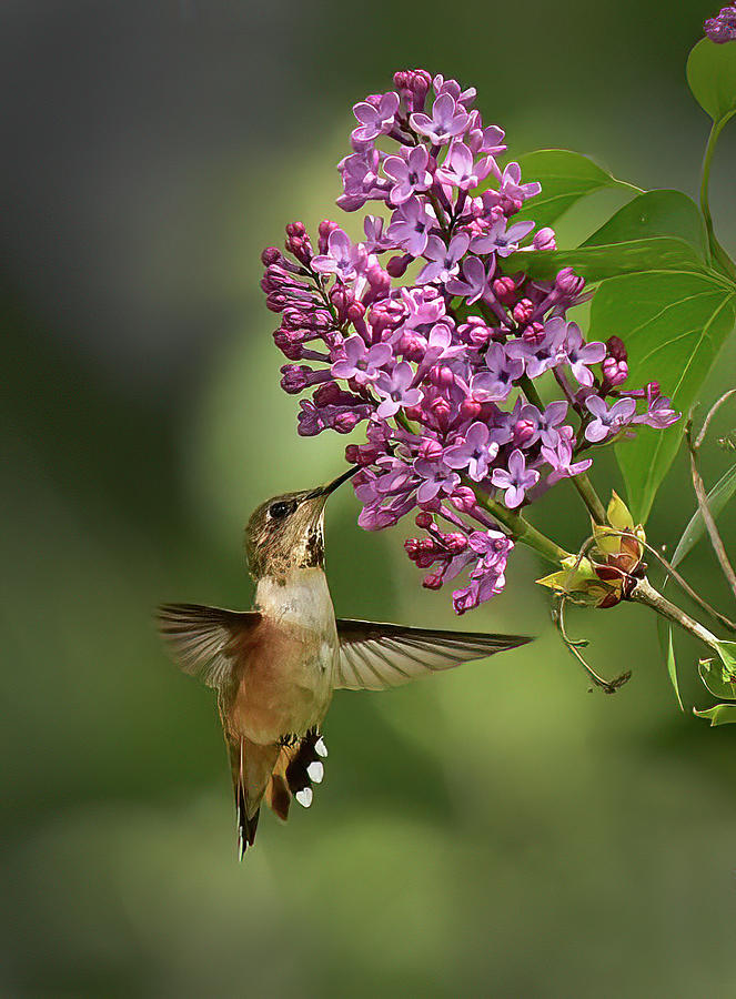 Rufous Hummingbird At Lilac Photograph By Cindy Mcintyre Fine Art America