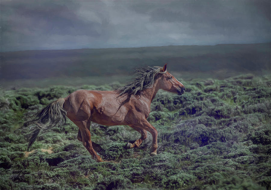 Run Wild Photograph by Paul Garriott - Fine Art America