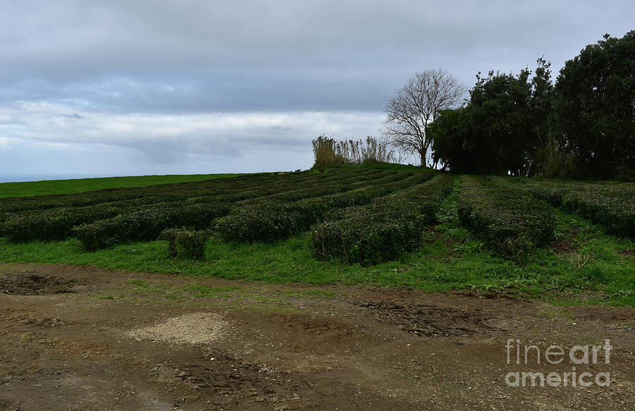 Rural Tea Plantation with Tea Bushes in Rows Photograph by DejaVu ...
