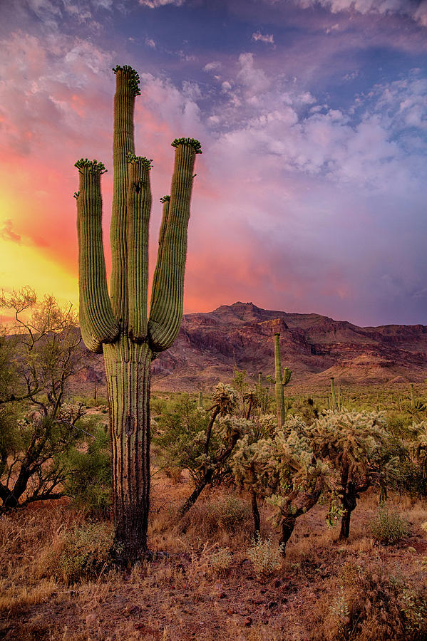Saguaro Sunset Photograph by George Erwin Turner - Pixels Merch