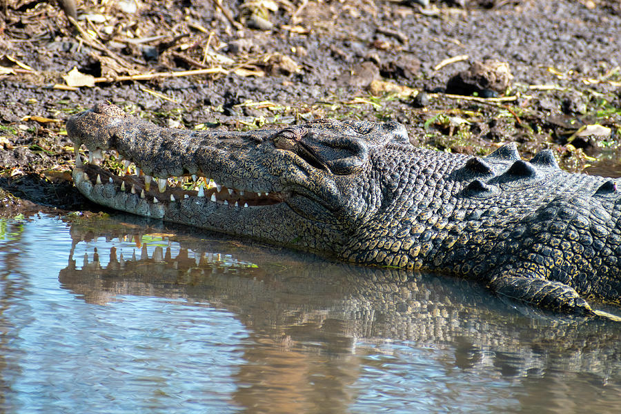 Saltwater Crocodile, Yellow Water, Kakadu National Park, Australia ...