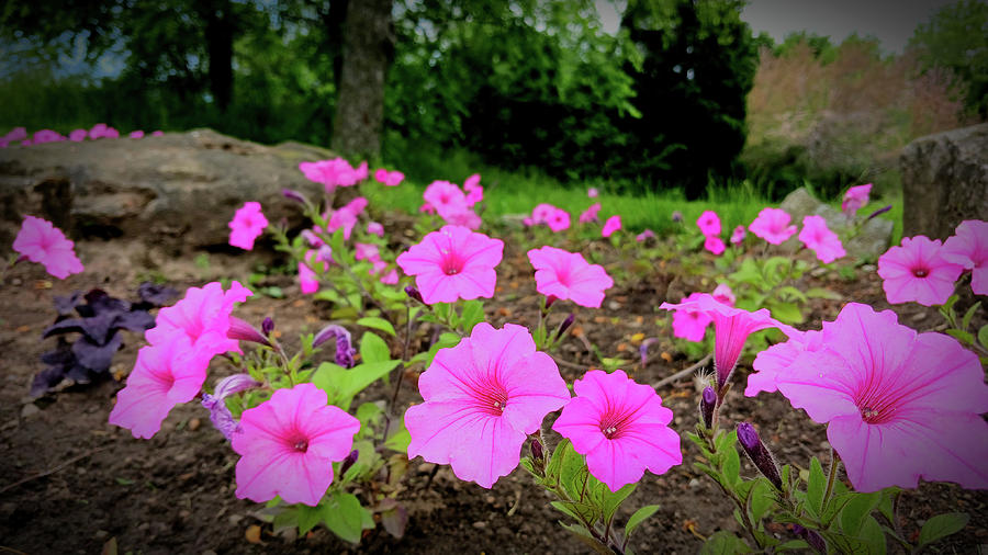 Sam Lawrence Park 3 Photograph by Murray Pellowe | Fine Art America