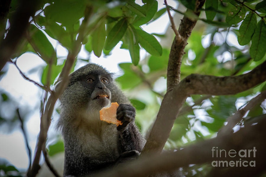 Samango 3 Photograph by Erin O'Keefe - Fine Art America