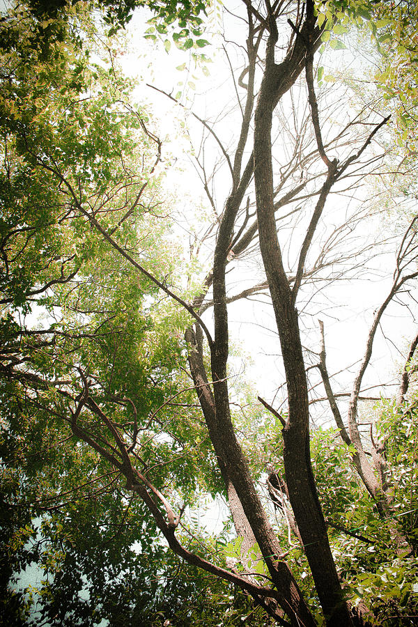 Same Tree, Different Branches Photograph by Windy Craig - Fine Art America