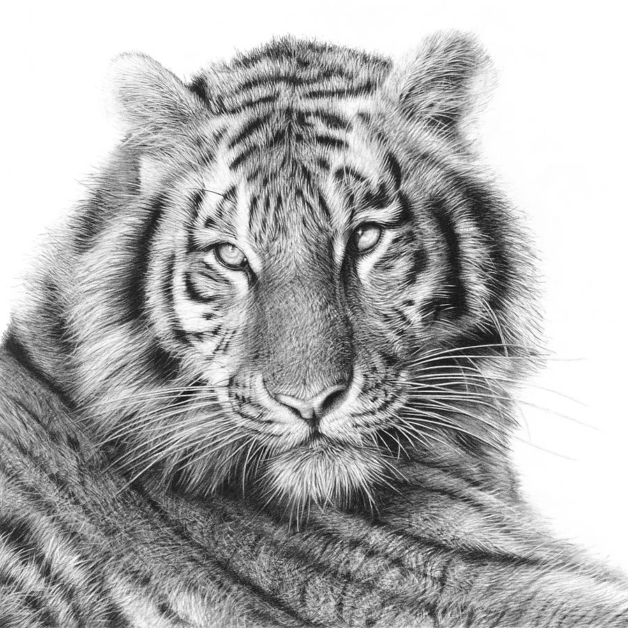 Sameer Drawing by Sam Dolman - Fine Art America