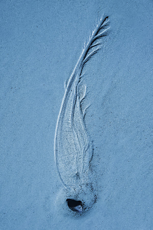 Sand Wing Photograph by Joseph Smith - Fine Art America