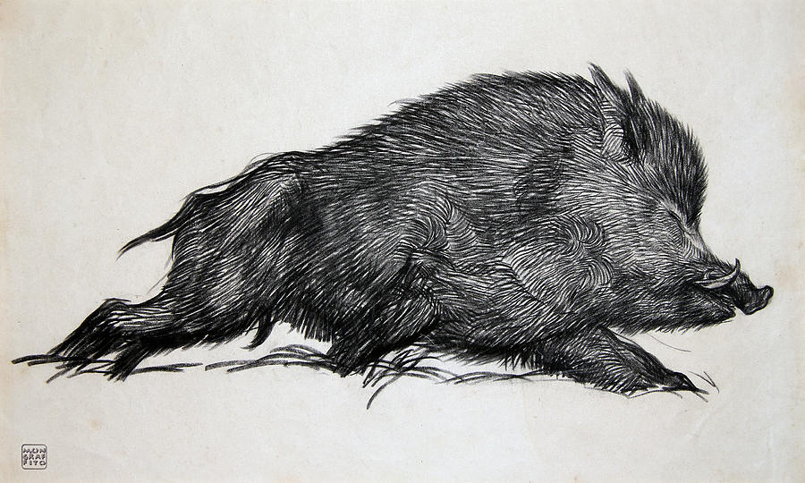 Sanglier Drawing By Mon Graffito Fine Art America