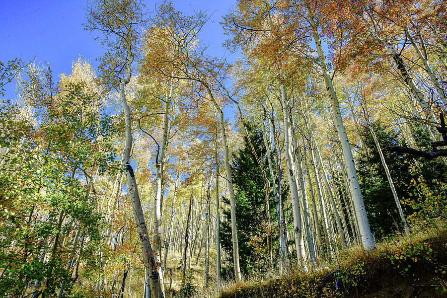 Santa Fe Fall Aspens #2 Photograph by Santa Fe - Pixels