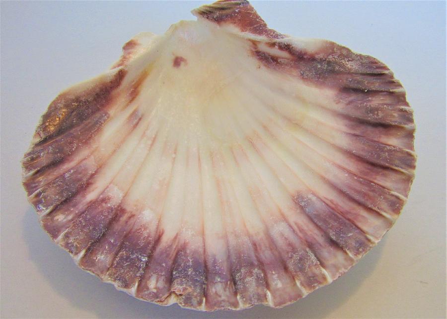 Scallop Seashell Photograph by Kathleen McCoy | Pixels