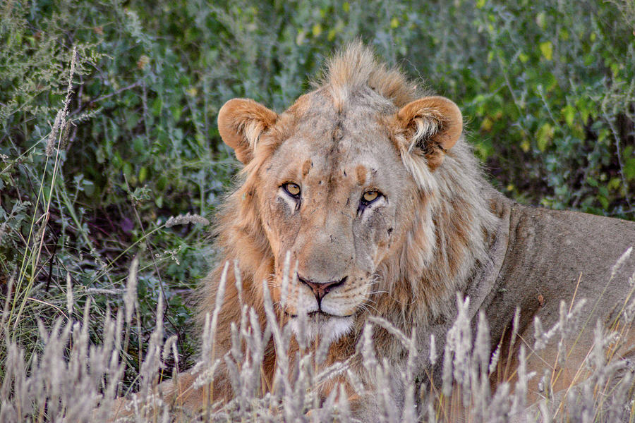 Scarred Lion Photograph by Damien Jonkman - Fine Art America