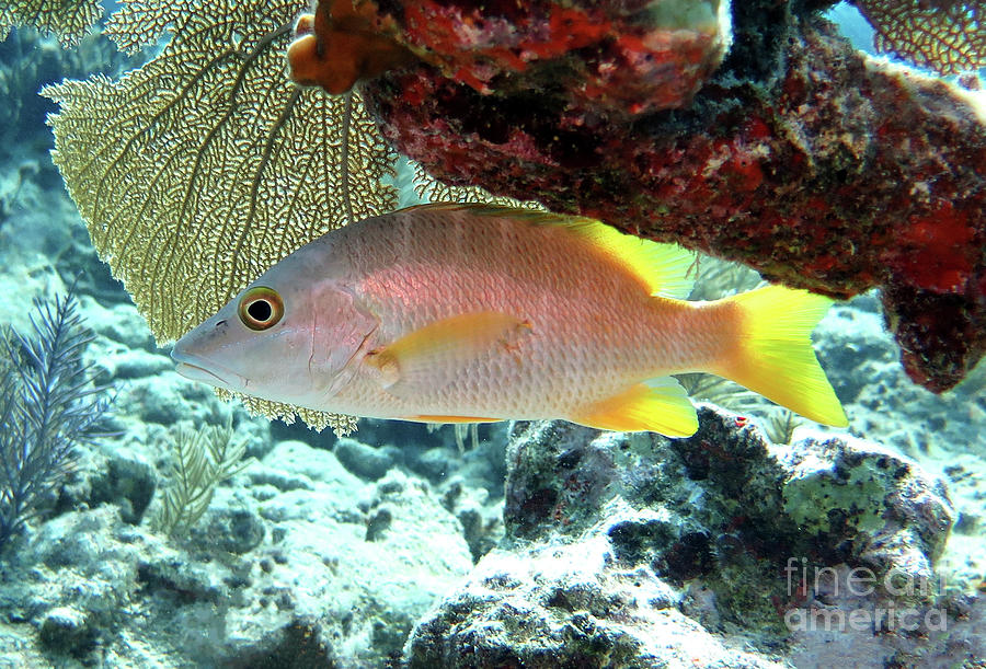 Schoolmaster Snapper 11 Photograph by Daryl Duda - Fine Art America