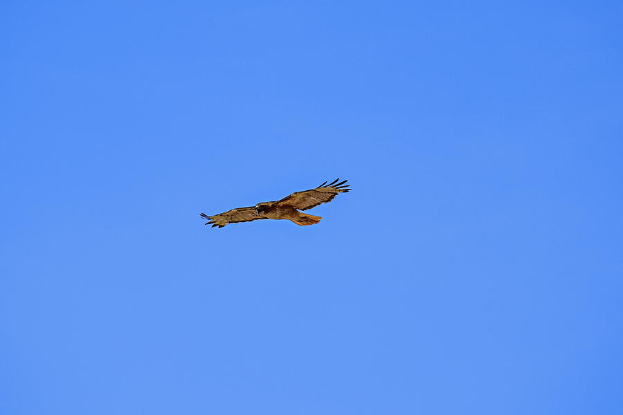 Screaming Hawk Photograph by Cody Rankin - Fine Art America