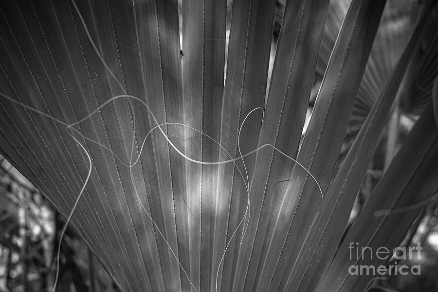 Scribbles Photograph by Patrick Lynch - Fine Art America