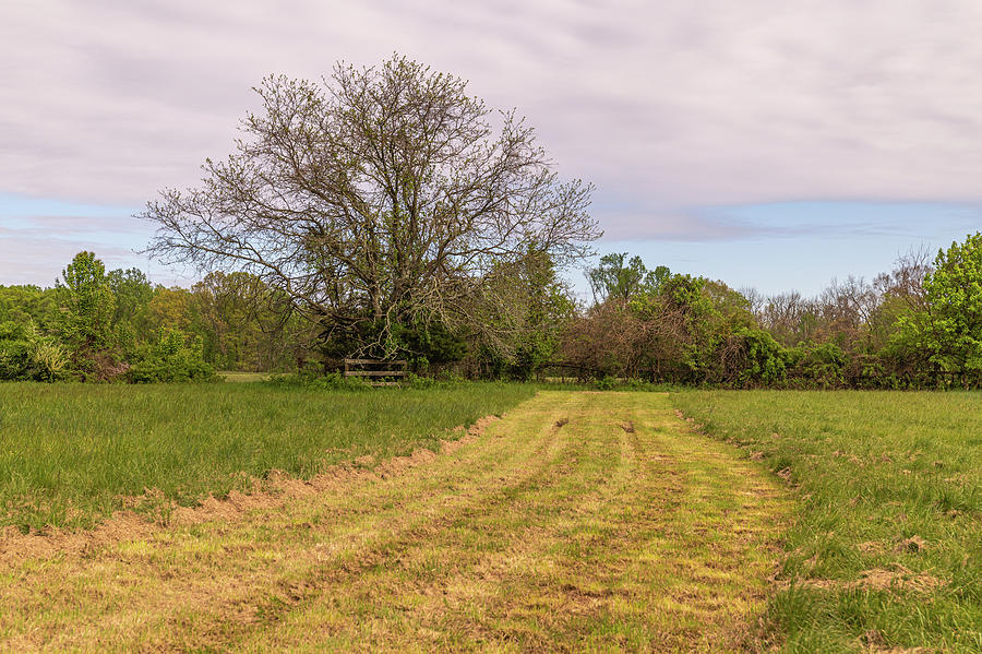 Scrubby Tree Photograph by Kristopher Schoenleber - Fine Art America
