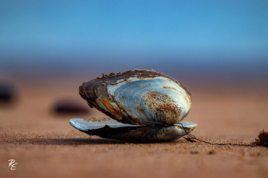 Sea shell Photograph by Ralph Ellis - Fine Art America