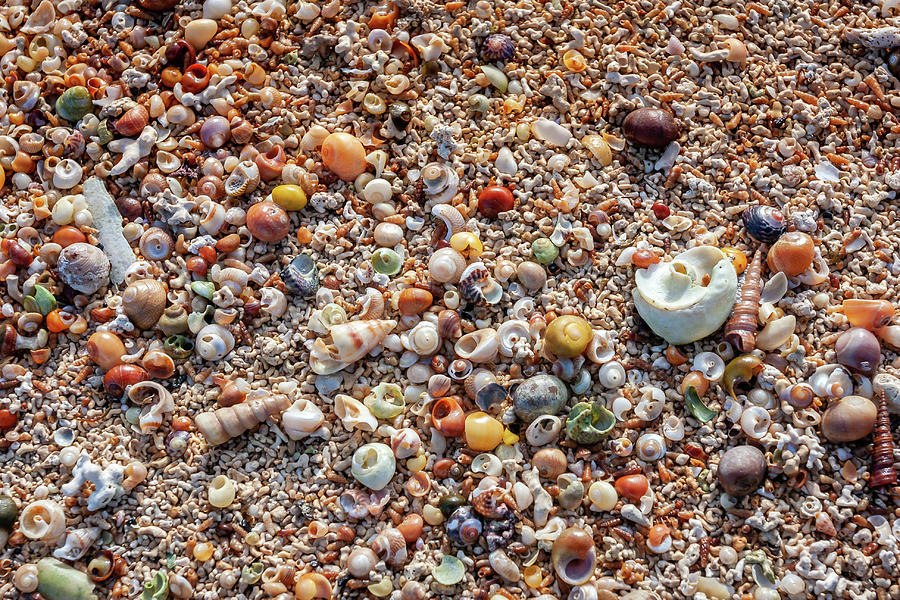 Sea shells beach ireland Photograph by Pierre Leclerc Photography ...