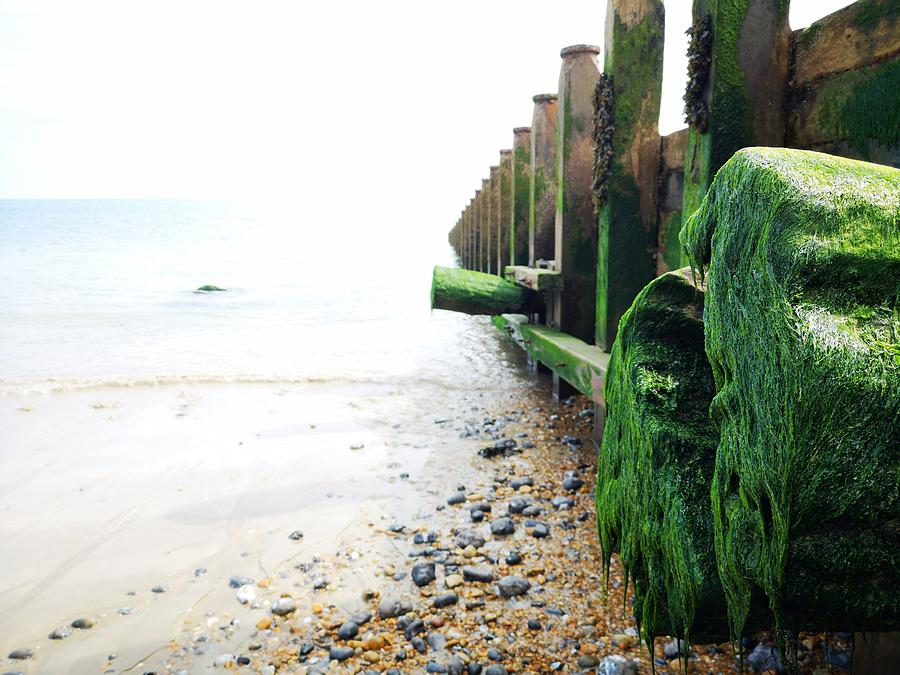Seagrass Photograph by Jarek Filipowicz - Fine Art America