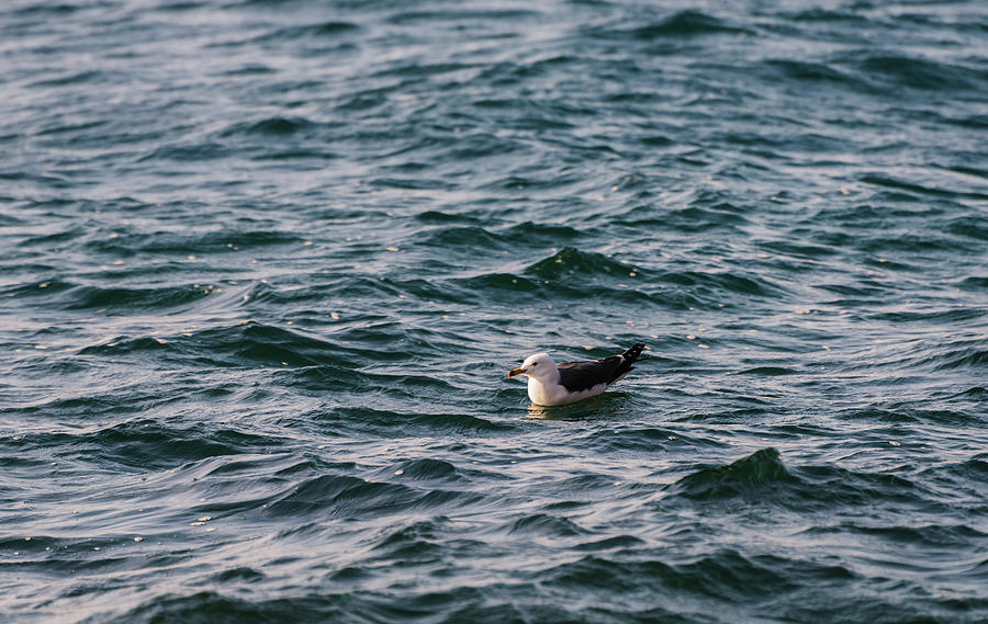 Seagull floating on sea. Photograph by Vladimir Arndt - Fine Art America