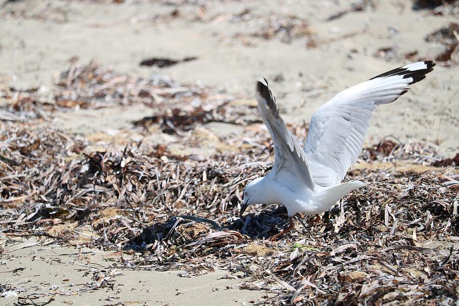 Seagull Hunt Photograph by Michaela Perryman - Pixels