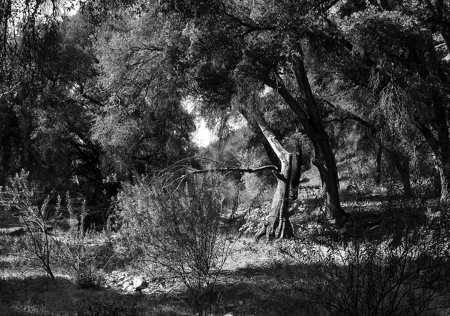 Secret Forest Photograph By Eyes Of Cc Fine Art America