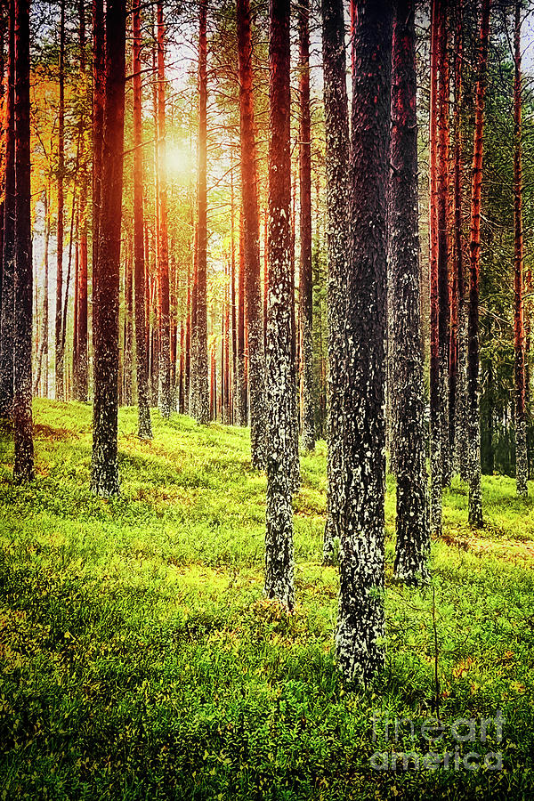 Secrets Of Twilight Forest Photograph By Evelina Kremsdorf Pixels