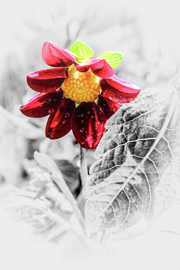Selective Red Dahlia Photograph by Windy Craig - Fine Art America